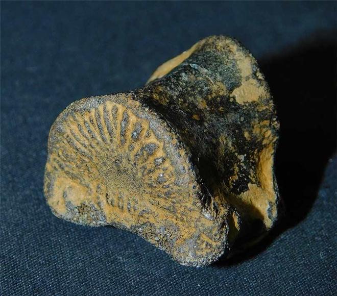 UK fossils including British ammonites - Fossils Direct
