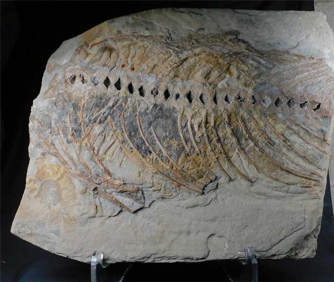 UK fossils including British ammonites - Fossils Direct