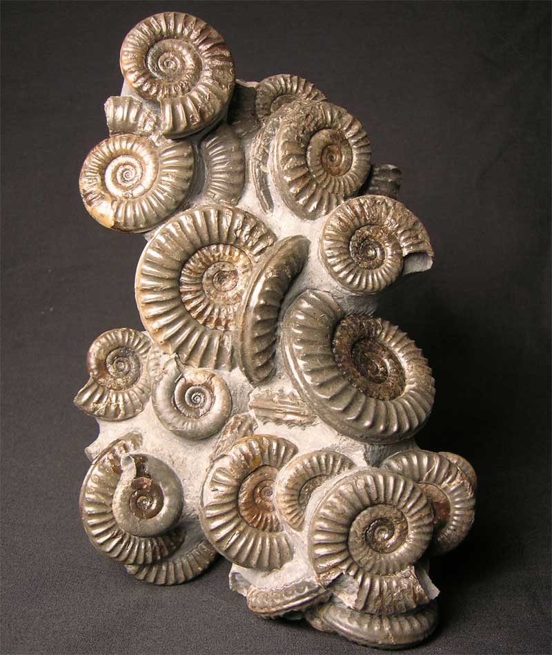 UK fossils including British ammonites - Fossils Direct