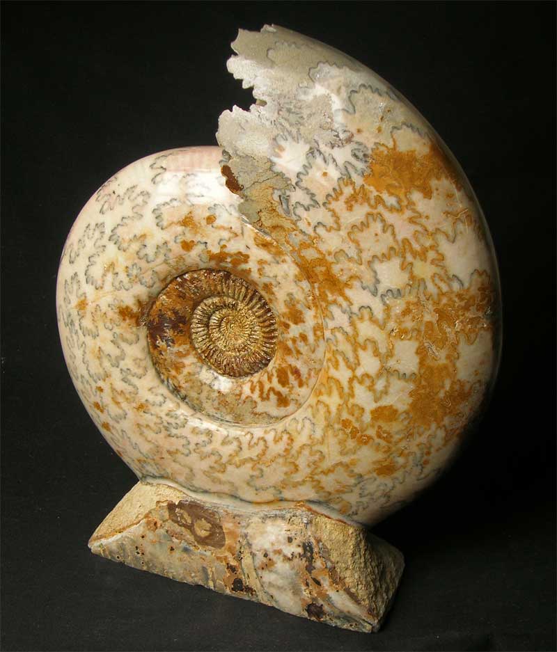 UK fossils including British ammonites - Fossils Direct