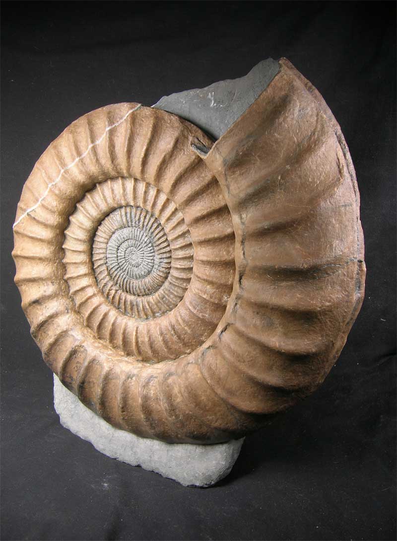 UK fossils including British ammonites - Fossils Direct