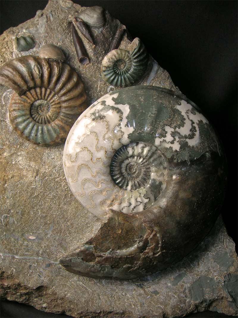 UK fossils including British ammonites - Fossils Direct