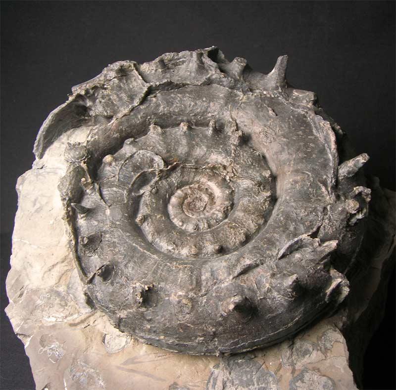 UK fossils including British ammonites - Fossils Direct
