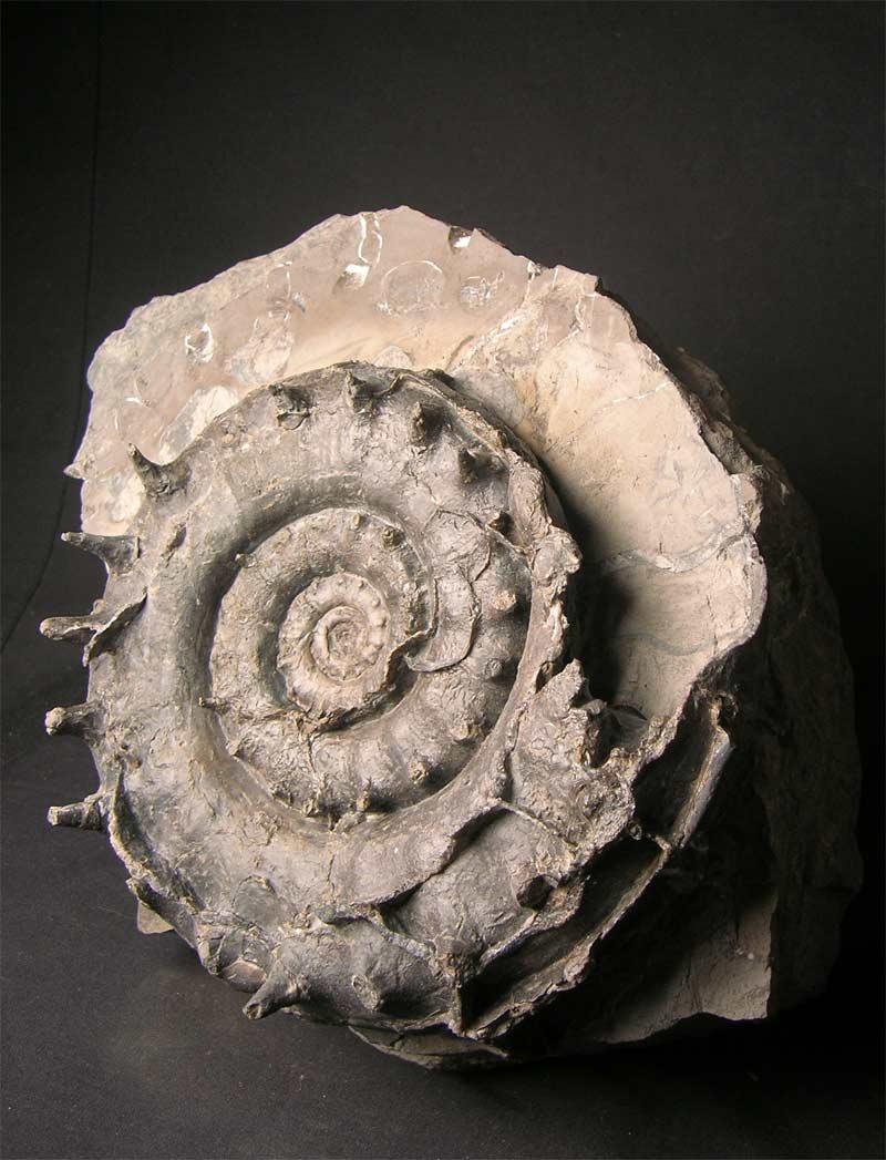 UK fossils including British ammonites - Fossils Direct
