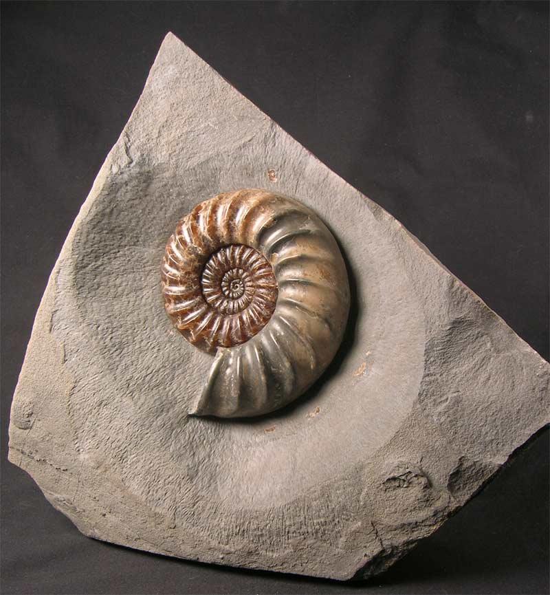 UK fossils including British ammonites - Fossils Direct