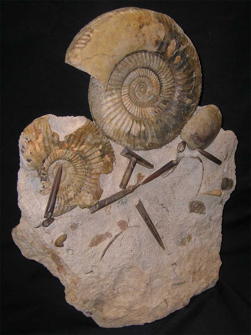 UK fossils including British ammonites - Fossils Direct