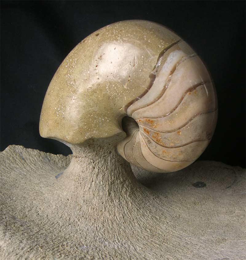 UK fossils including British ammonites - Fossils Direct