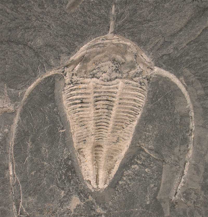 UK fossils including British ammonites - Fossils Direct