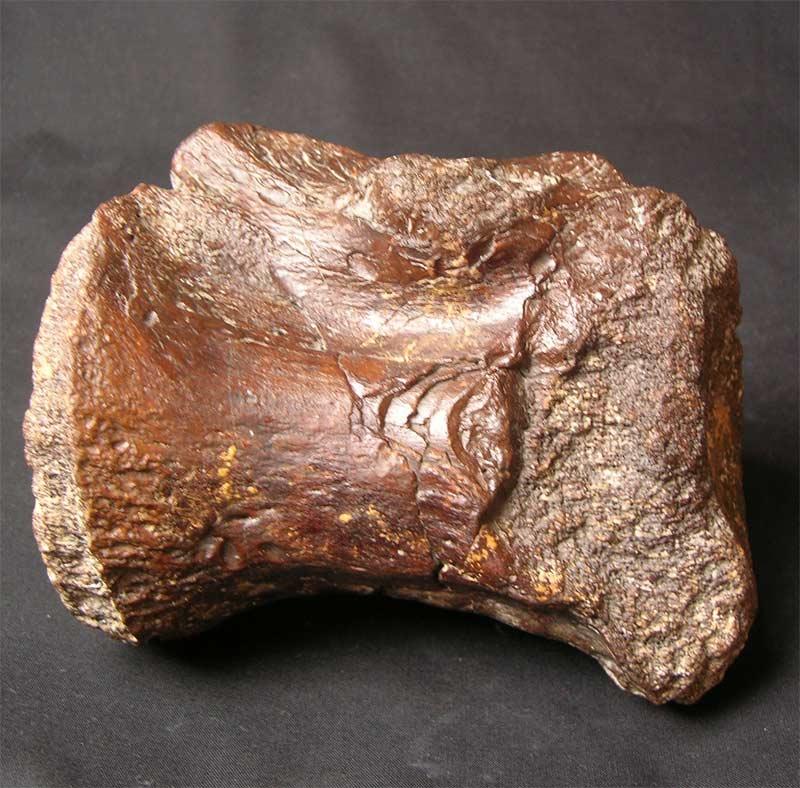 UK fossils including British ammonites - Fossils Direct